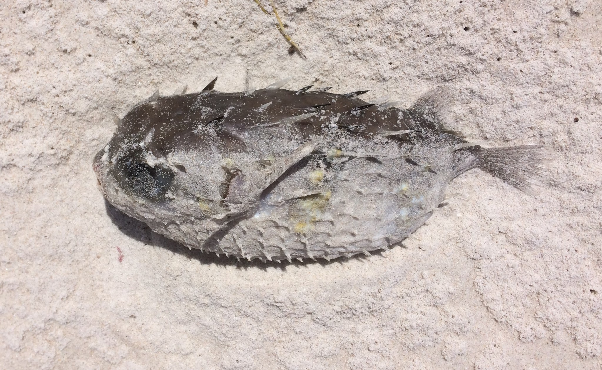 Allomycterus pilatus Whitley, 1931