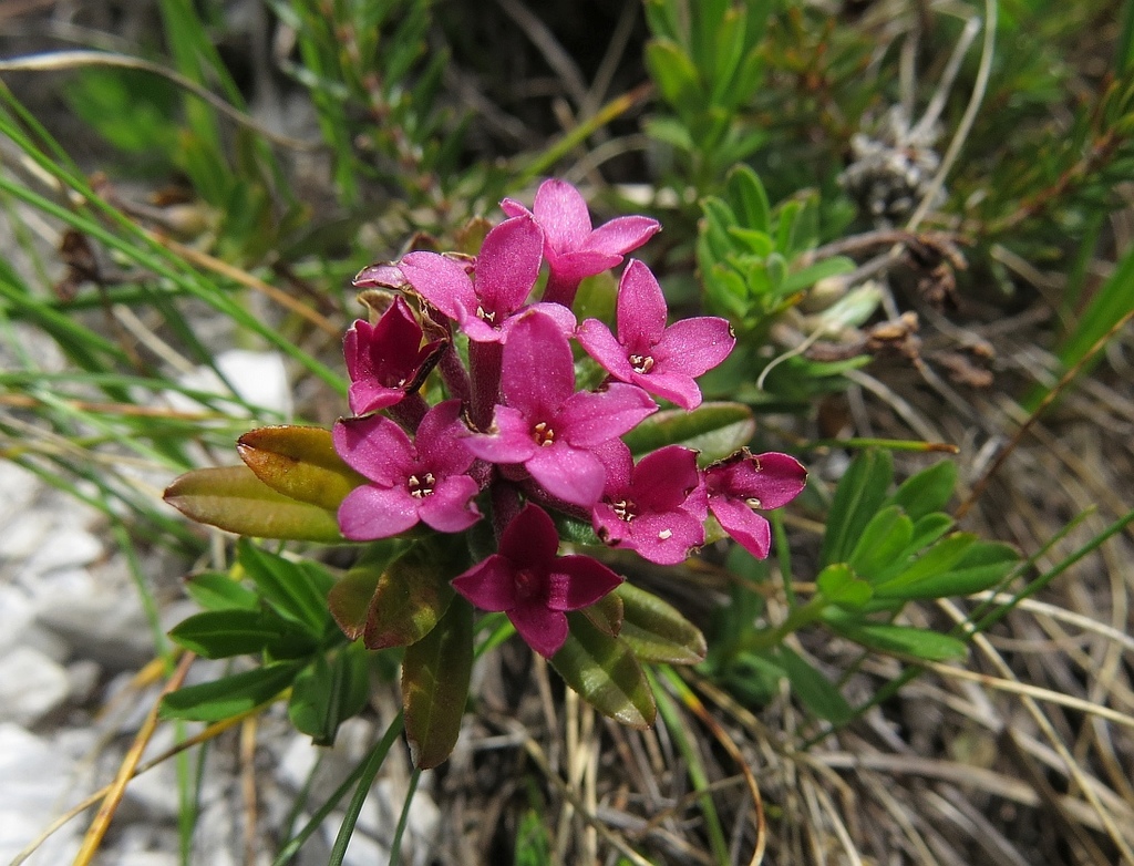 Rose Daphne in May 2014 by Alenka Mihoric · iNaturalist