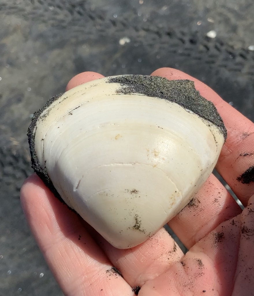 Large Trough Shell from Āwhitu 2684, New Zealand on January 19, 2022 at ...