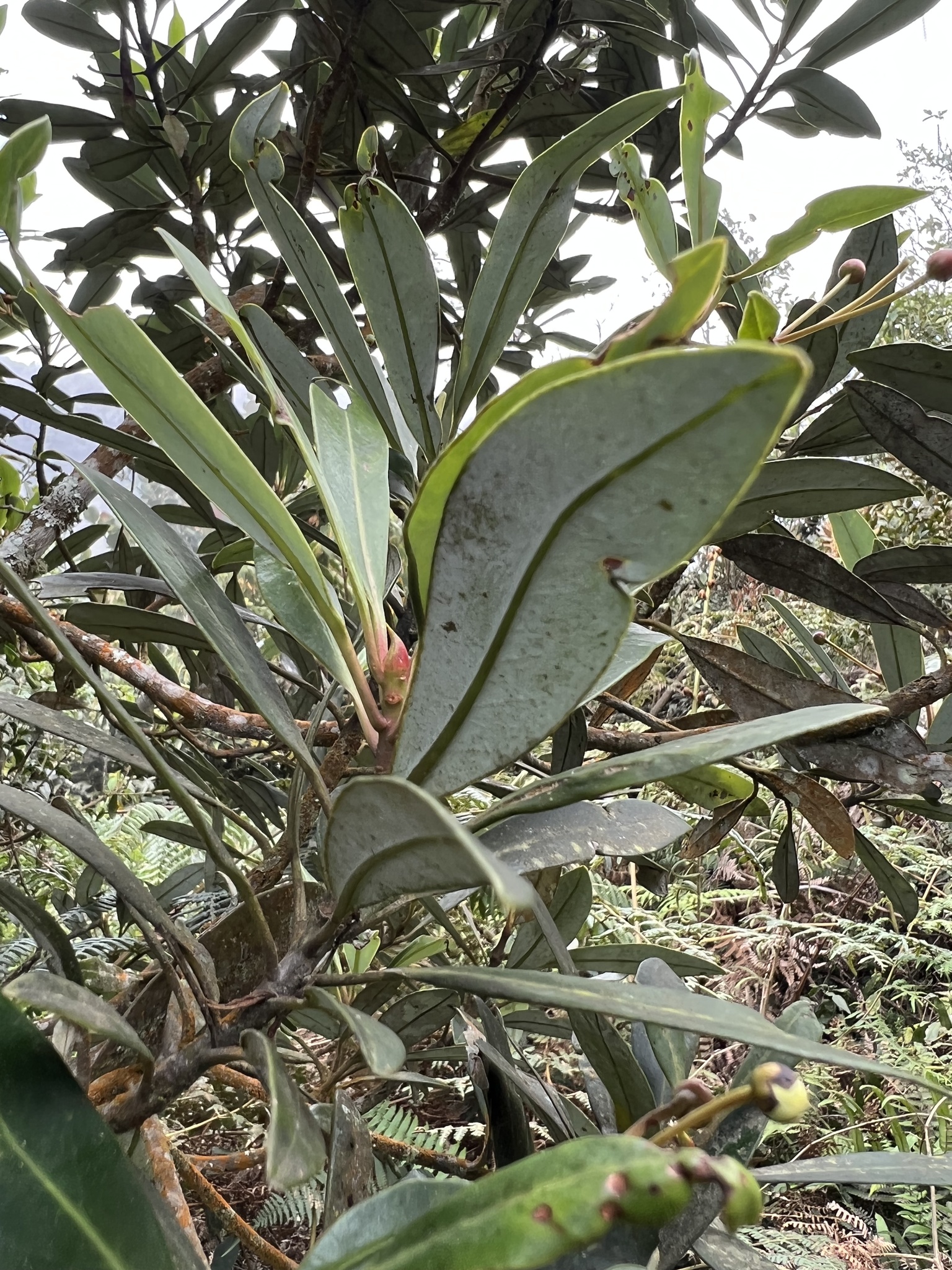 Drimys granadensis L.fil.