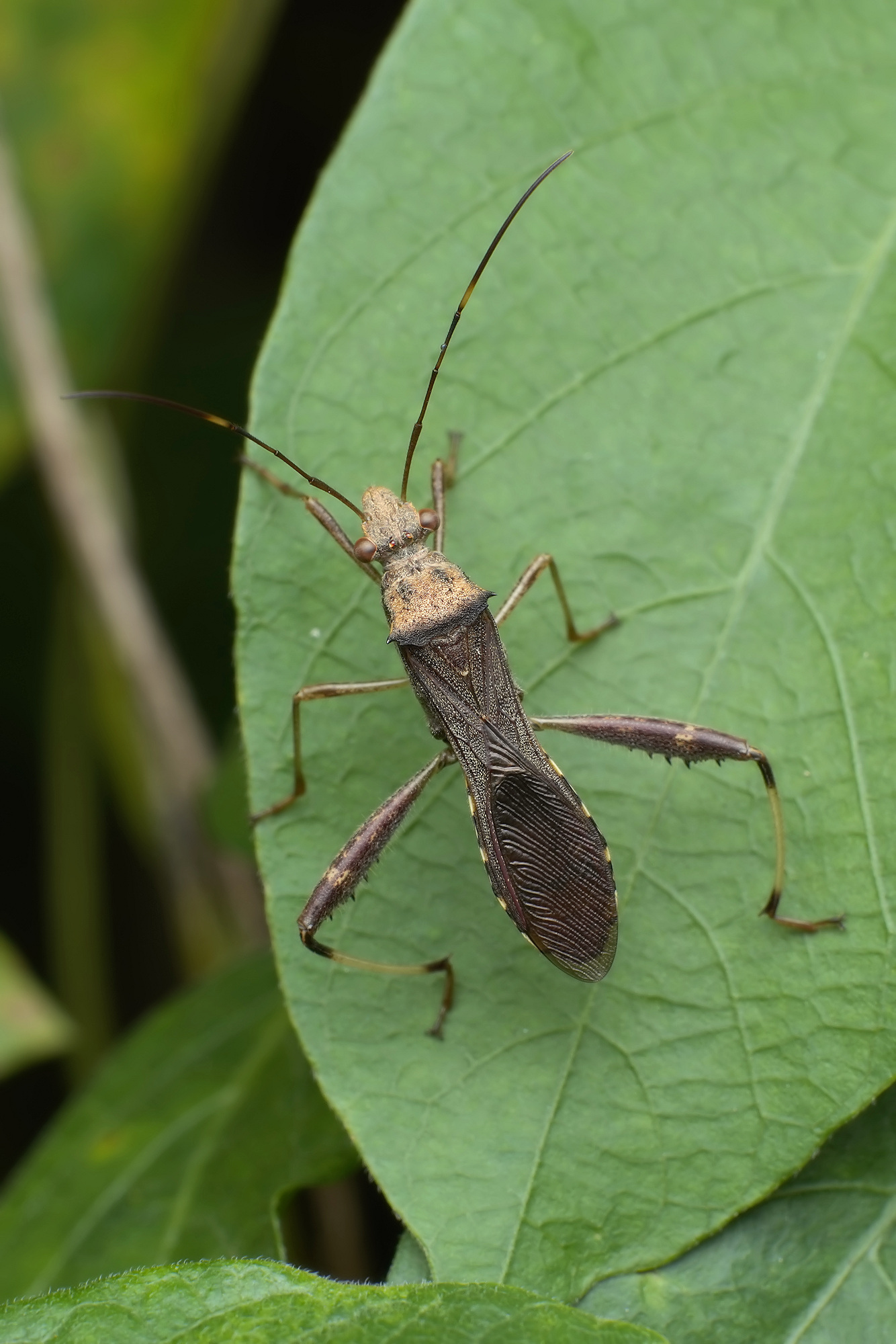 Riptortus pedestris (Fabricius, 1775)