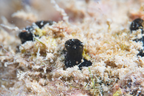 Cliona annulifera · iNaturalist