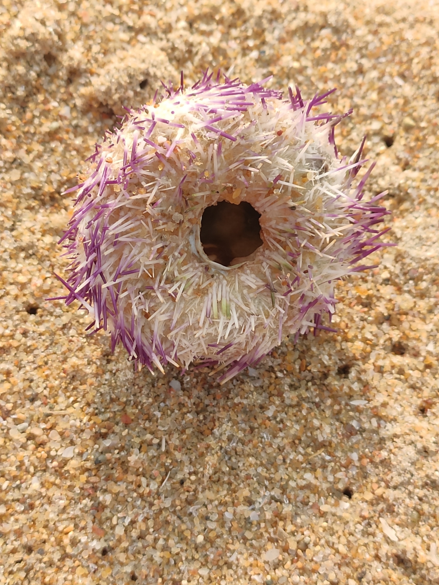 Salmacis virgulata L.Agassiz, 1846