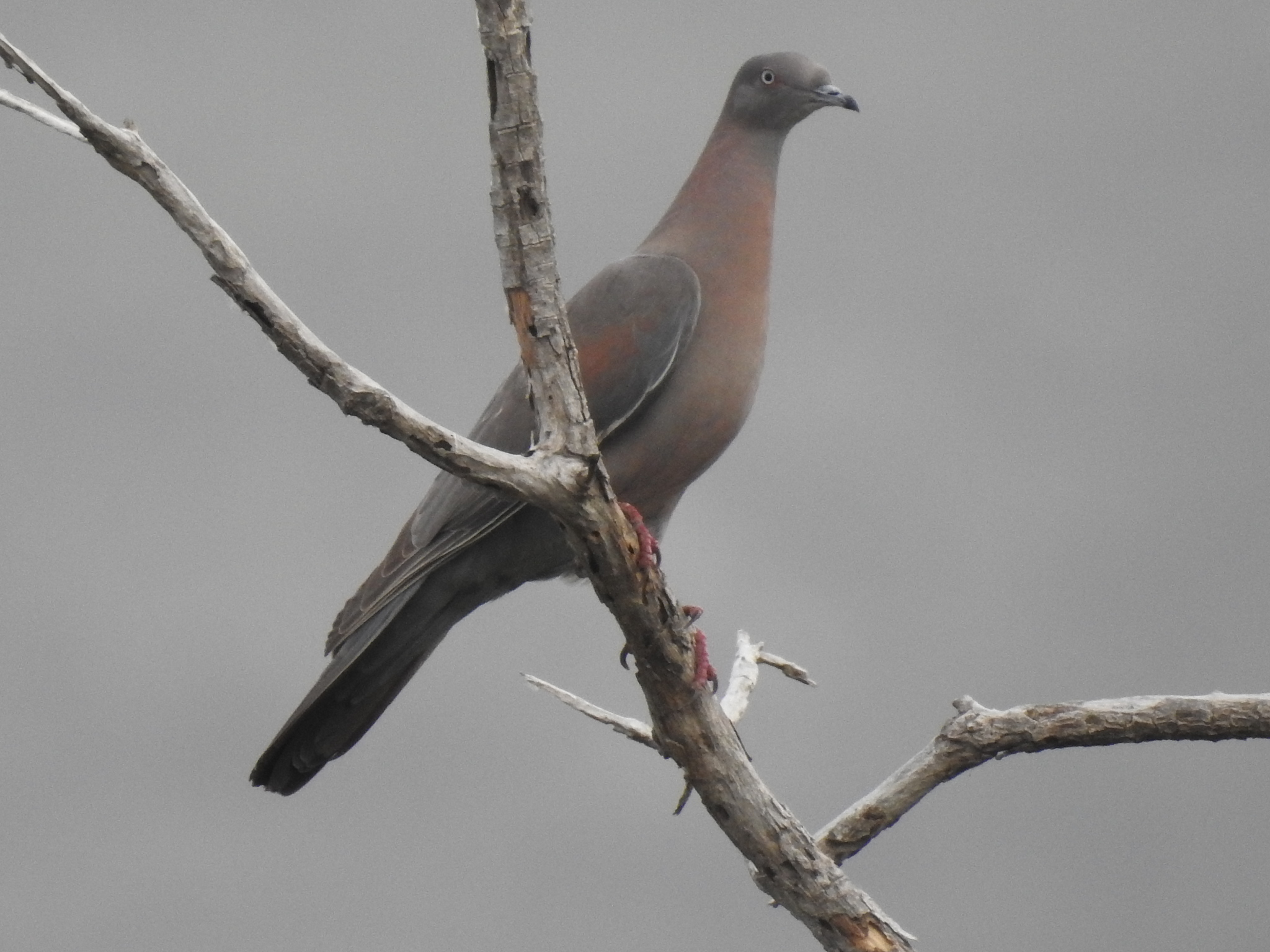 Patagioenas inornata (Vigors, 1827)