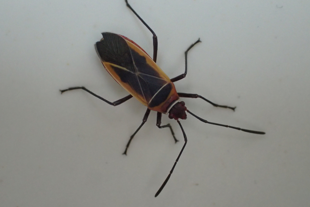Dysdercus mimulus from Los Nova, San Cristóbal 91000, República ...
