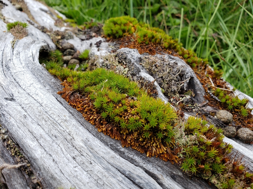 Bog Haircap Moss from Antartica Chilena, Magallanes y la Antártica ...