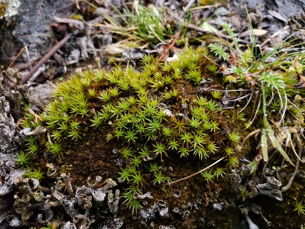 Bog Haircap Moss from Antartica Chilena, Magallanes y la Antártica ...