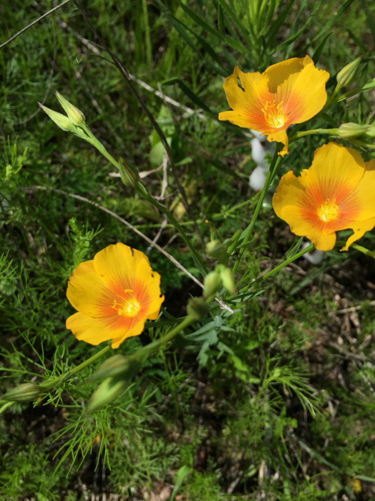 Yellow Flax (Plants of Mockingbird Nature Park, Midlothian, Texas ...