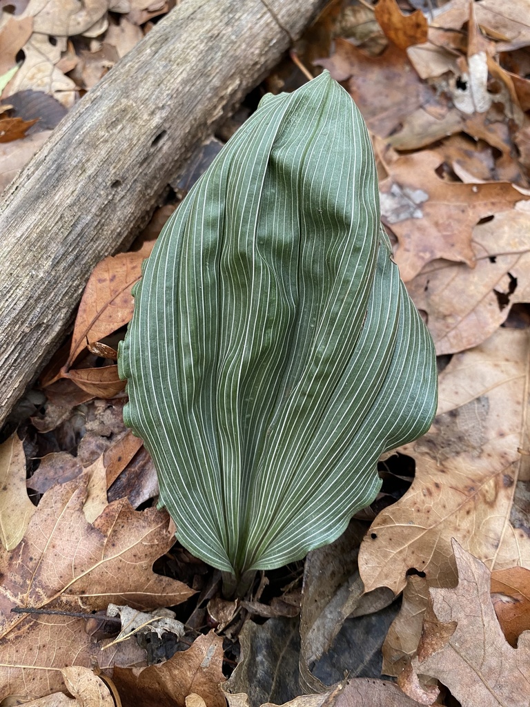 putty root (Medicinal Plants of KY) · iNaturalist