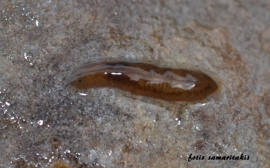 Dugesiidae from Γεωργιούπολη, Ελλάδα on February 24, 2016 at 10:44 AM ...