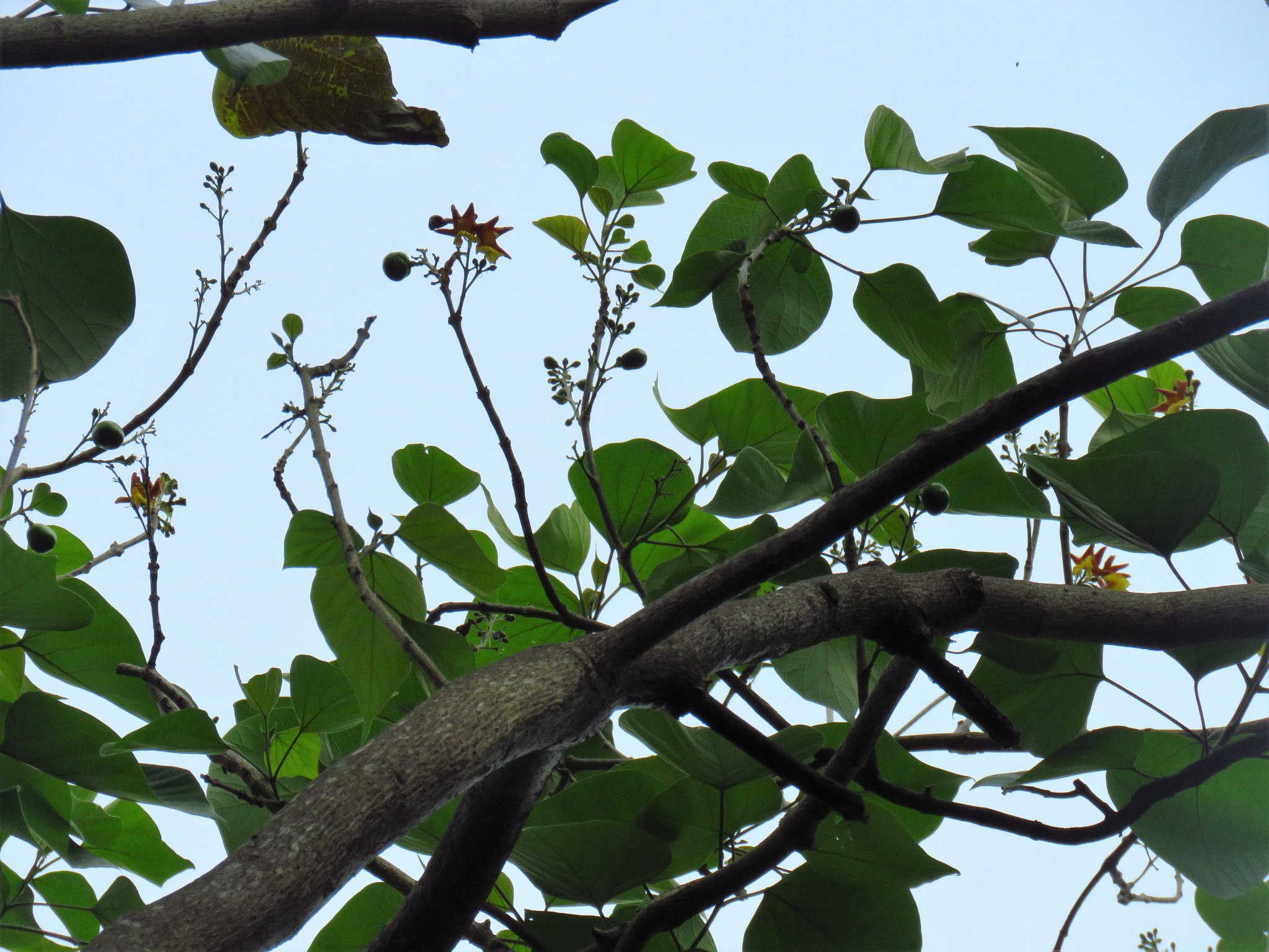 Gmelina arborea Roxb. ex Sm.