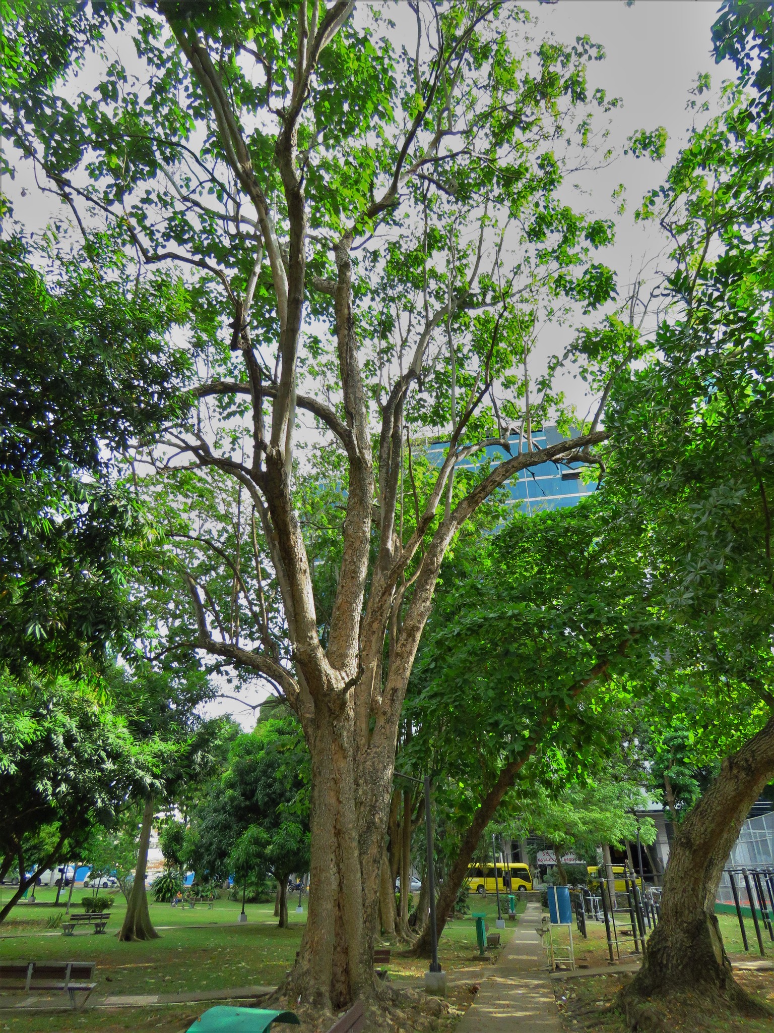 Gmelina arborea Roxb. ex Sm.