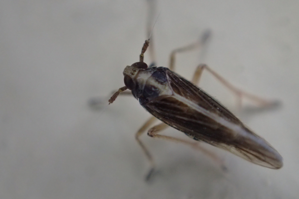 Taro Planthopper from Los Nova, San Cristóbal 91000, República ...
