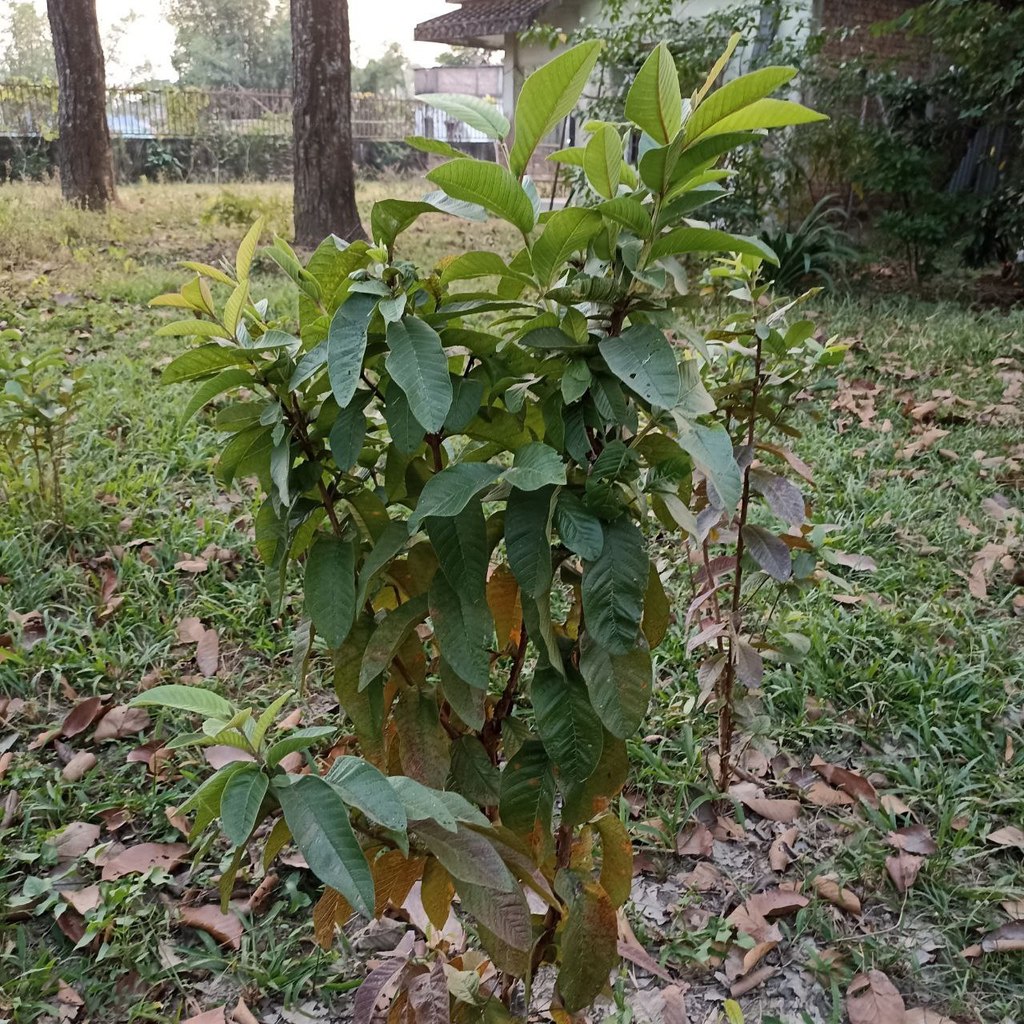 Common guava from Jhapa, Nepal on January 20, 2022 at 11:03 PM by ...