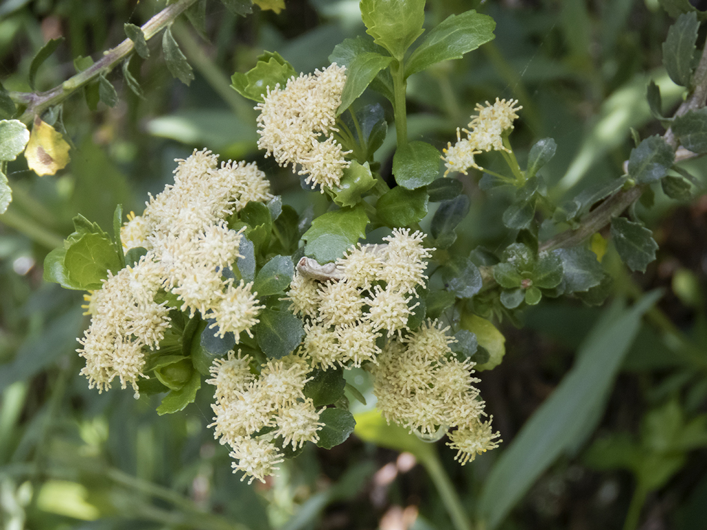 Baccharis from Arauco, Bío Bío, Chile on October 30, 2021 at 01:16 PM ...