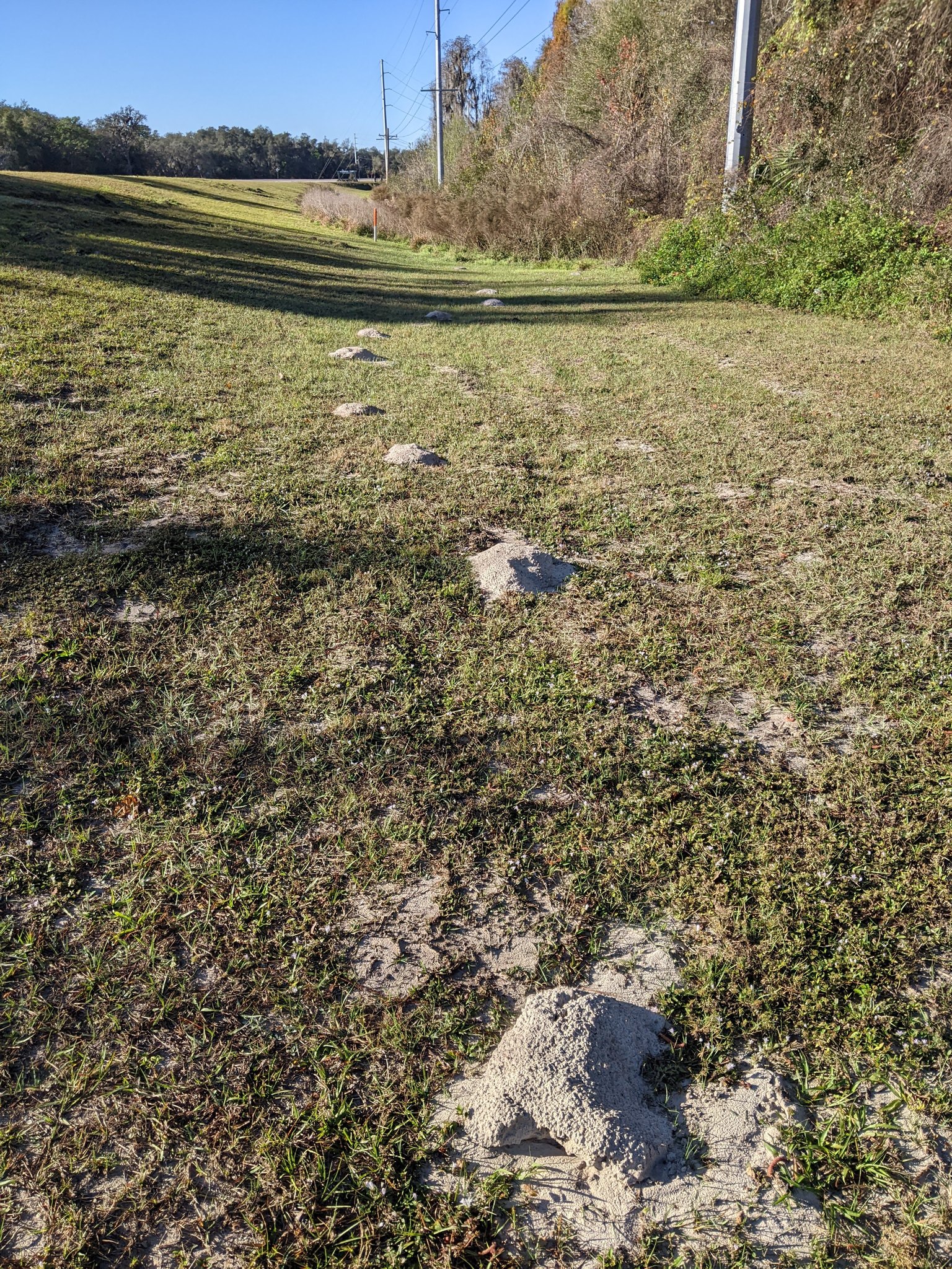 Geomys pinetis Rafinesque, 1817