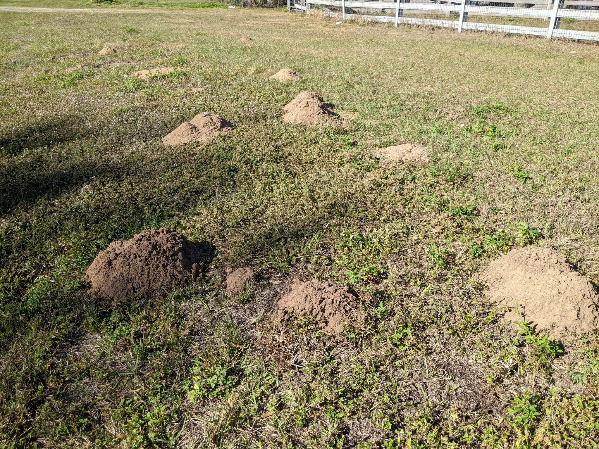 Geomys pinetis Rafinesque, 1817