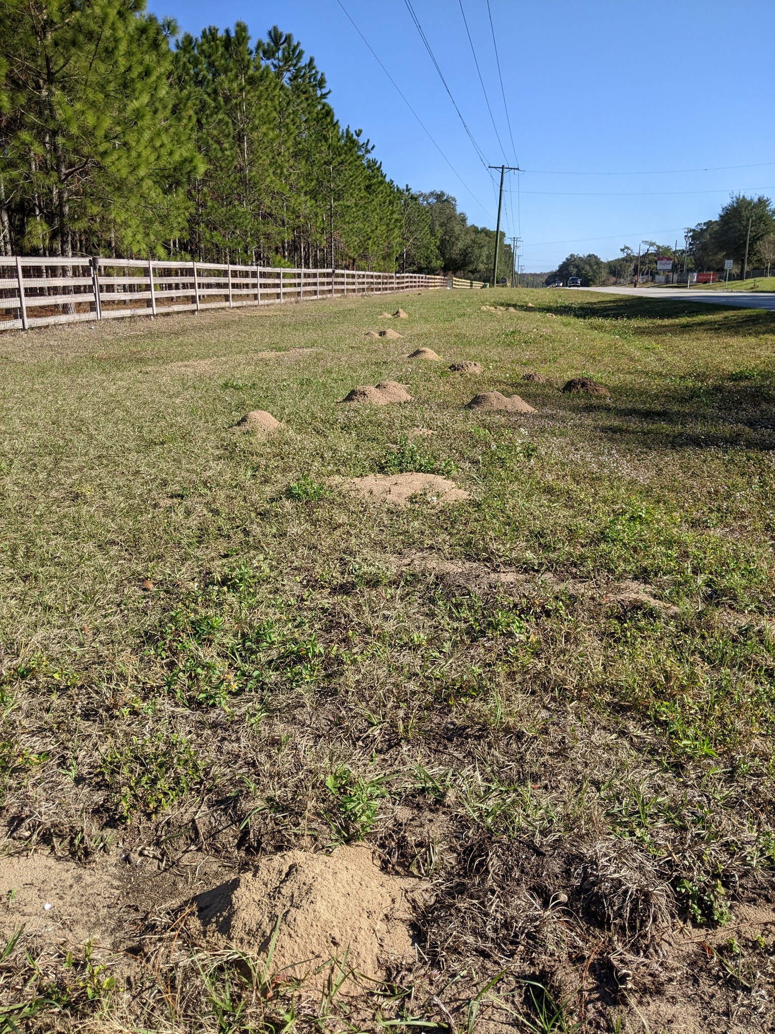 Geomys pinetis Rafinesque, 1817