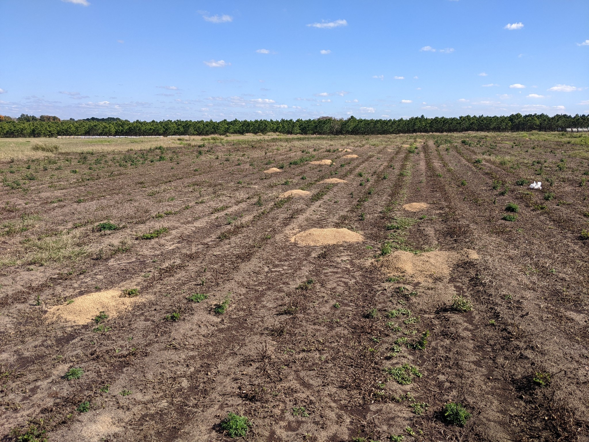 Geomys pinetis Rafinesque, 1817