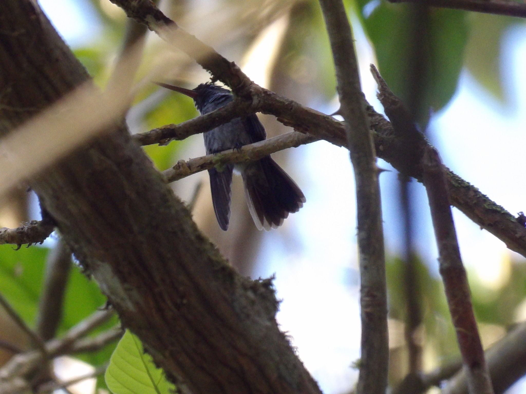 Polyerata decora Salvin, 1891
