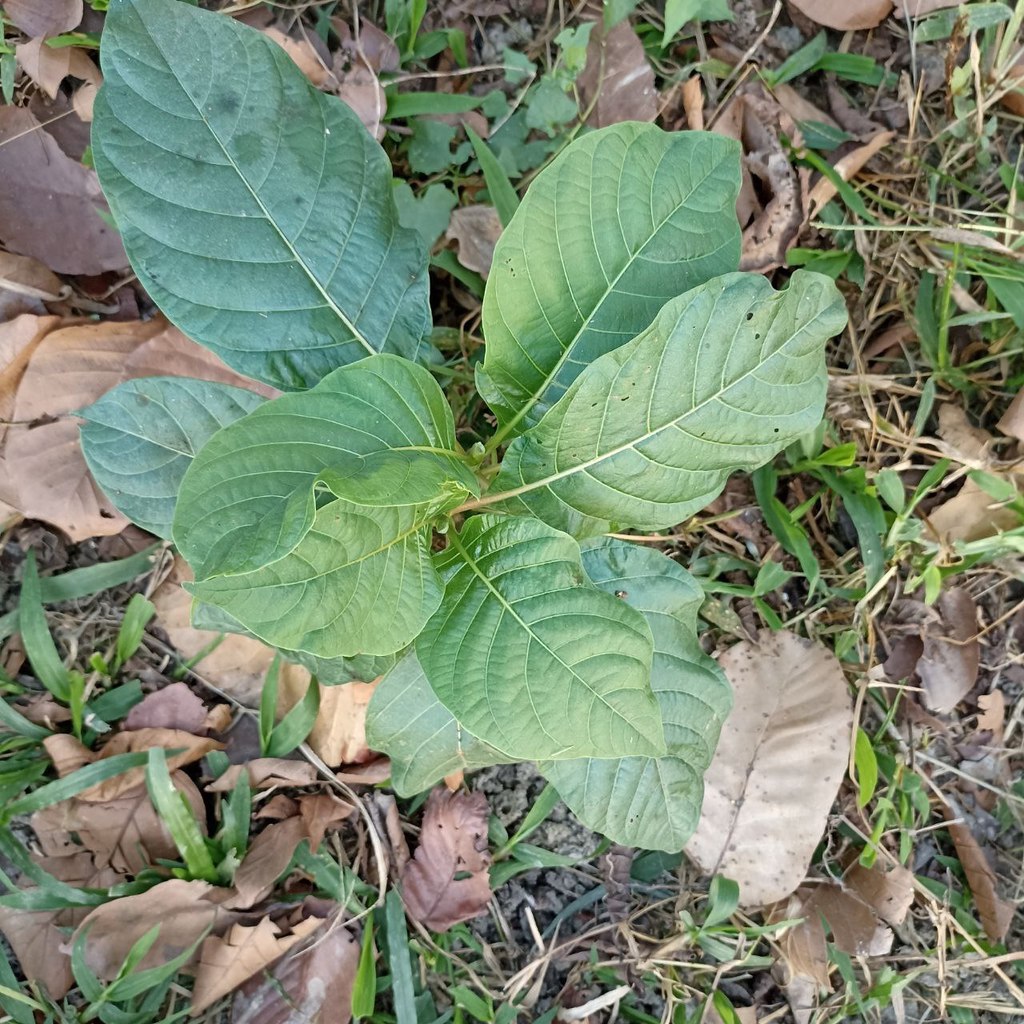 Burflower-tree from Birtamode, Nepal on January 20, 2022 at 11:29 PM by ...