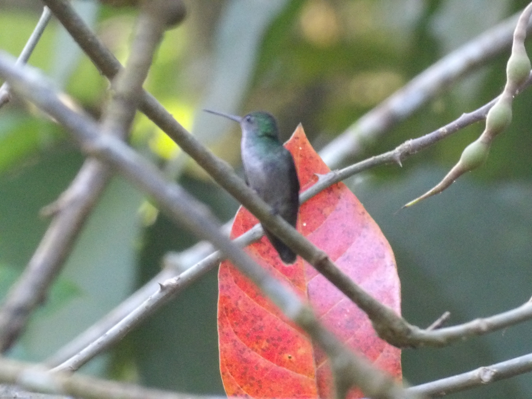 Polyerata decora Salvin, 1891