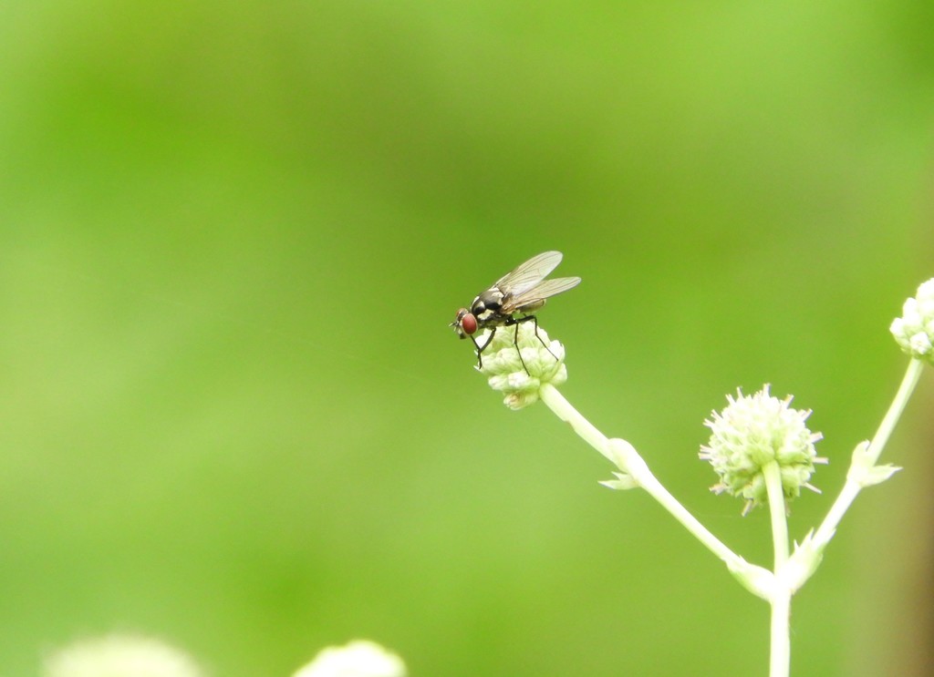 Limnophora from 37000 Melo, Departamento de Cerro Largo, Uruguay on ...