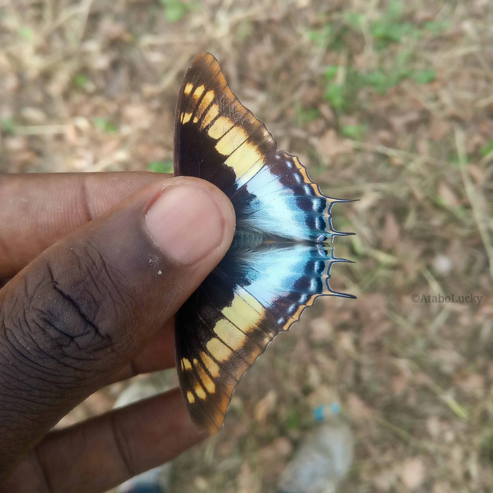 Charaxes viola Butler, 1865