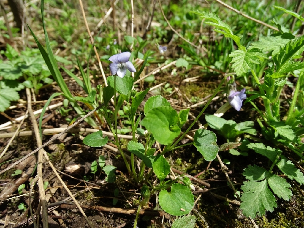 Labrador violet from Stoneybrook, London, ON, Canada on May 7, 2018 at ...