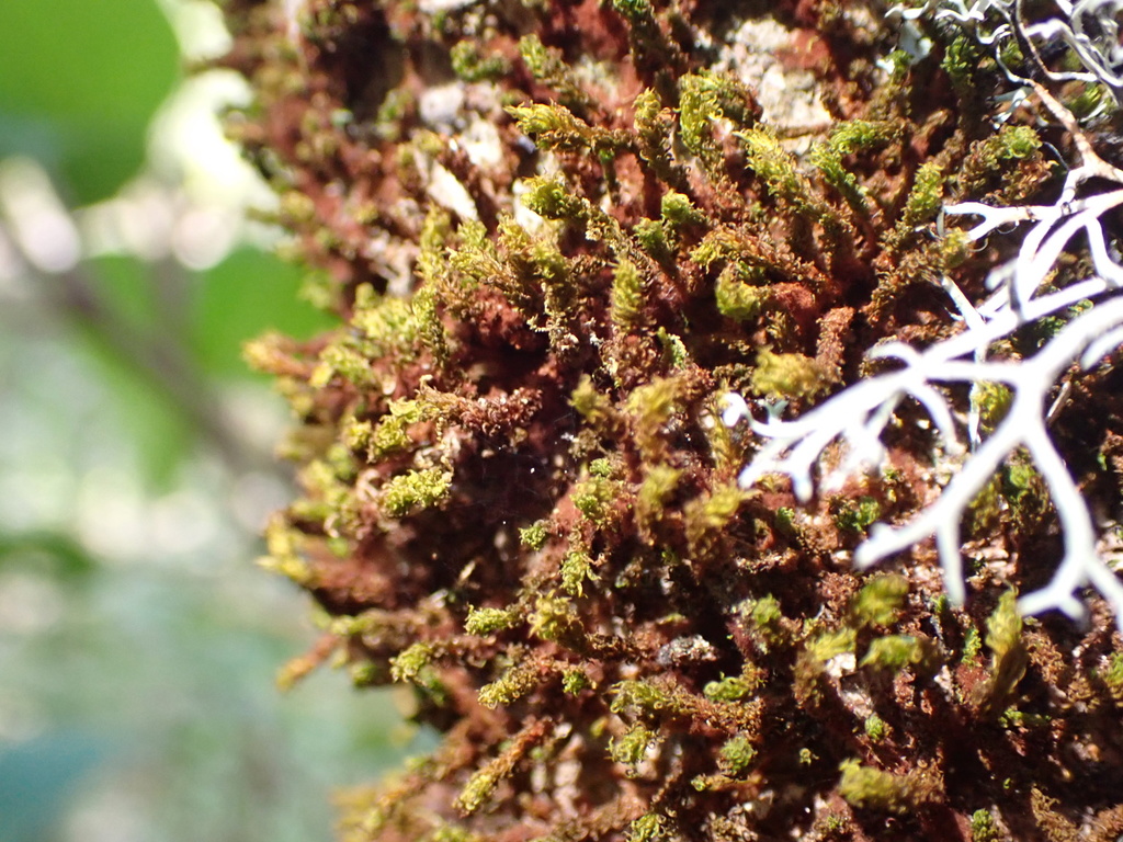 (Macromitrium guatemaliense) - Botanical Realm