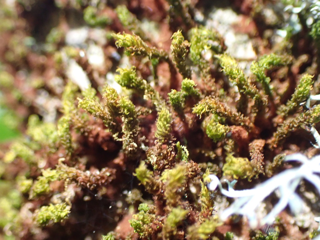 (Macromitrium guatemaliense) - Botanical Realm