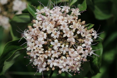 Cat's Whiskers (Clerodendrum glabrum) · iNaturalist