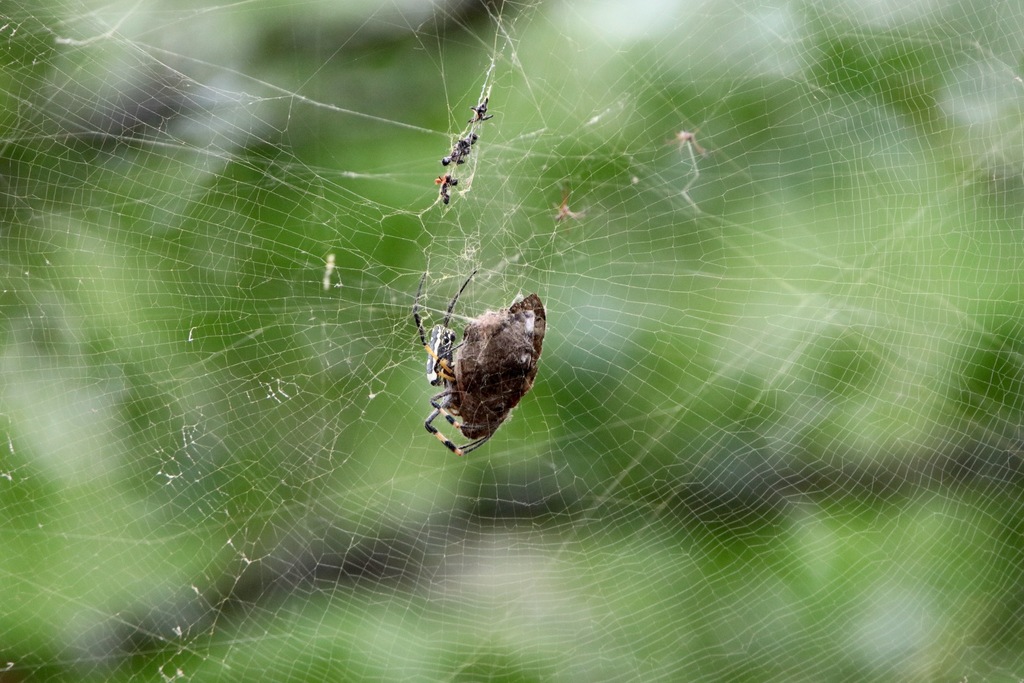 banded-legged golden orb-web spider from Mopani, Südafrika on February ...