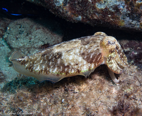 Photo 176597381, (c) Adrie Rolloos, some rights reserved (CC BY-NC ...