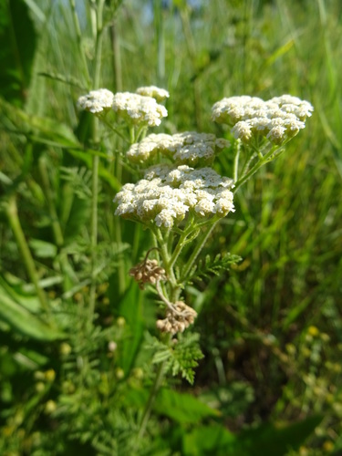 Observations by cava · iNaturalist