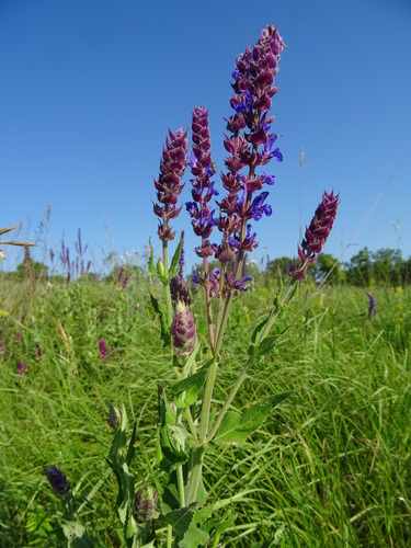 Observations by cava · iNaturalist