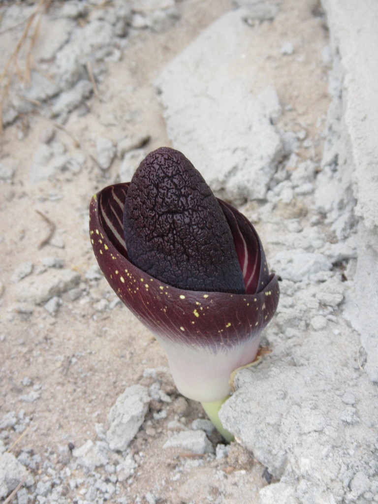 Amorphophallus aphyllus from Oussouye, Senegal on March 2, 2017 at 06: ...