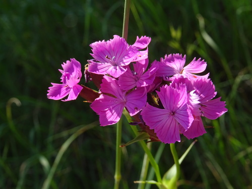 Observations by cava · iNaturalist