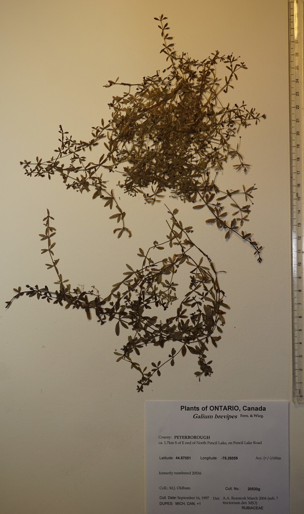 Limestone Swamp Bedstraw from Canada, Ontario, PETERBOROUGH County, ca ...