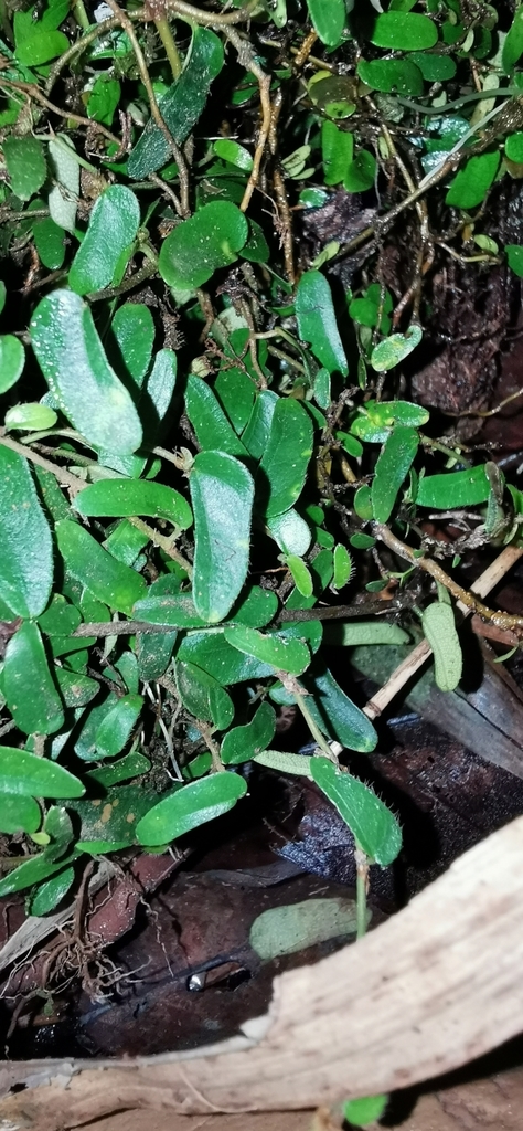 Ficus punctata from Dramaga on January 21, 2022 at 03:29 AM by Nathan ...