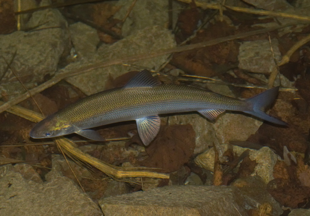 Common Whitefish (Coregonus lavaretus) - Marine Life Identification