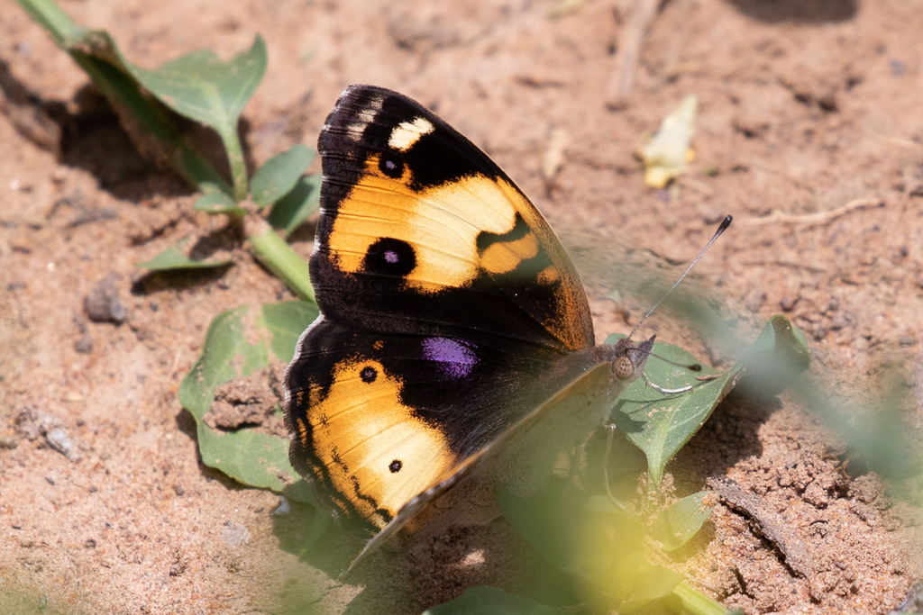 African Yellow Pansy from Nylsvley Nature Reserve, Limpopo, South ...