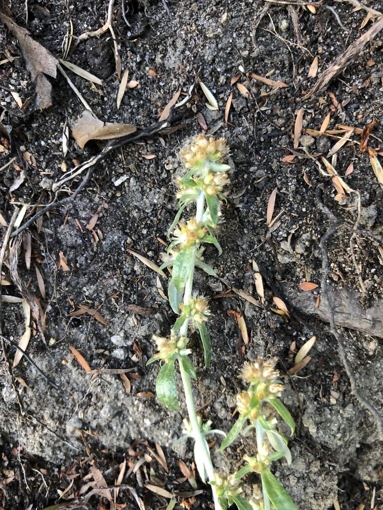 Gray Everlasting from Trout Pool Road, Okere Falls, Bay of Plenty, NZ ...