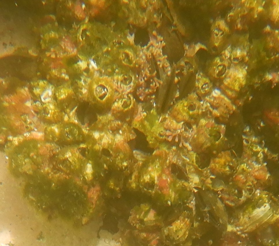 Megabalanus coccopoma (Darwin, 1854)