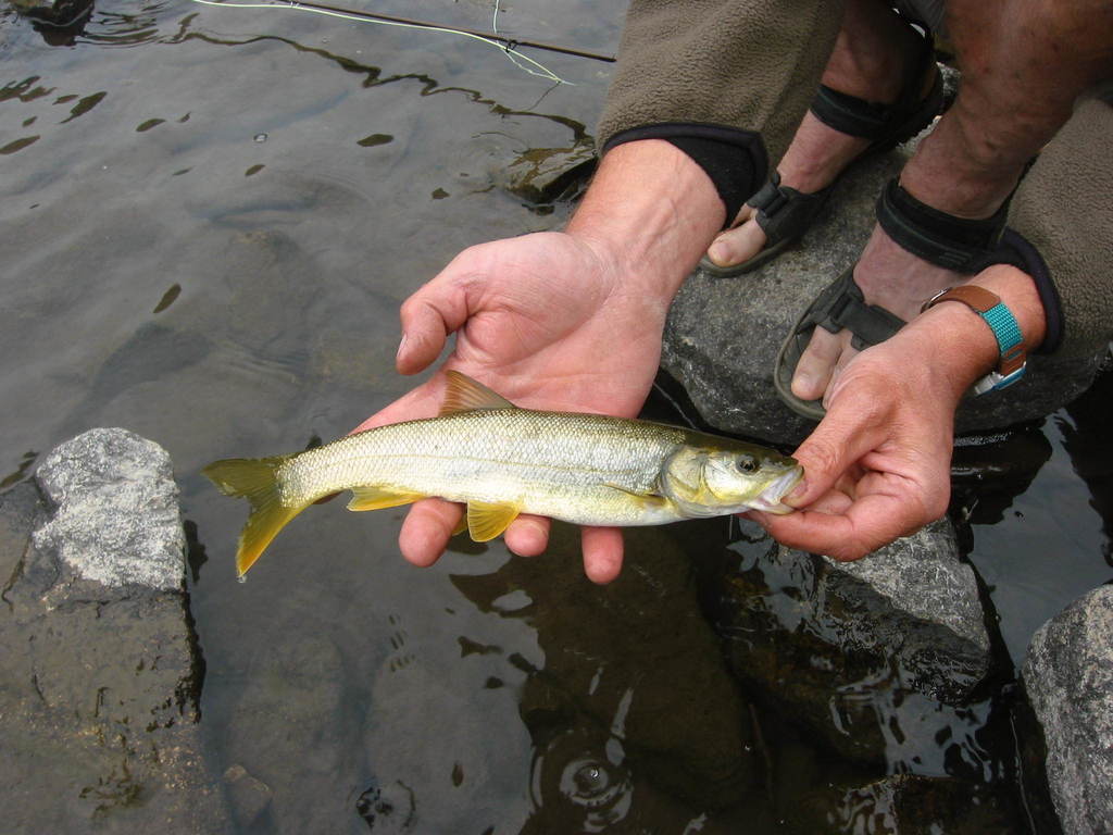 Northern Pikeminnow from Middle Fork Salmon River, Idaho, USA; location ...