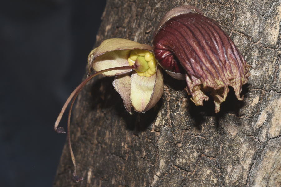 Winged Calabash from Santo Tomás, State of Mexico, Mexico on April 28 ...