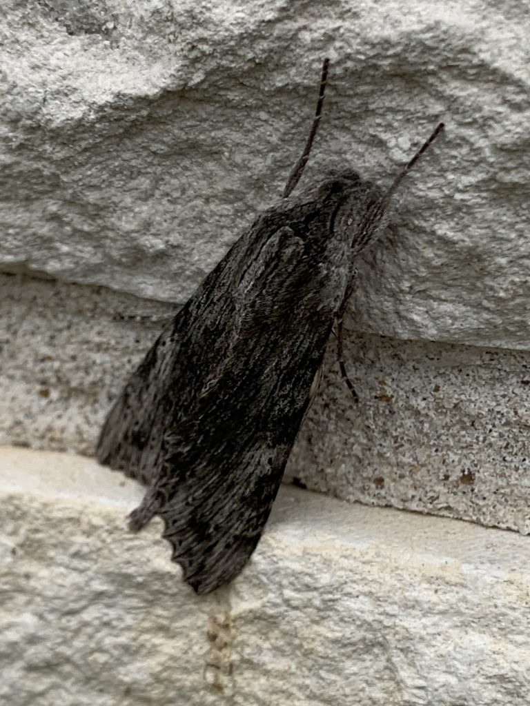 Obscure Sphinx in January 2022 by Mark Buijtendijk · iNaturalist