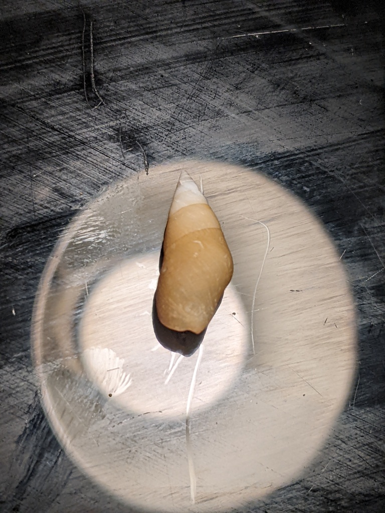 yellow-coated clusterwink from Woolgoolga NSW 2456, Australia on ...