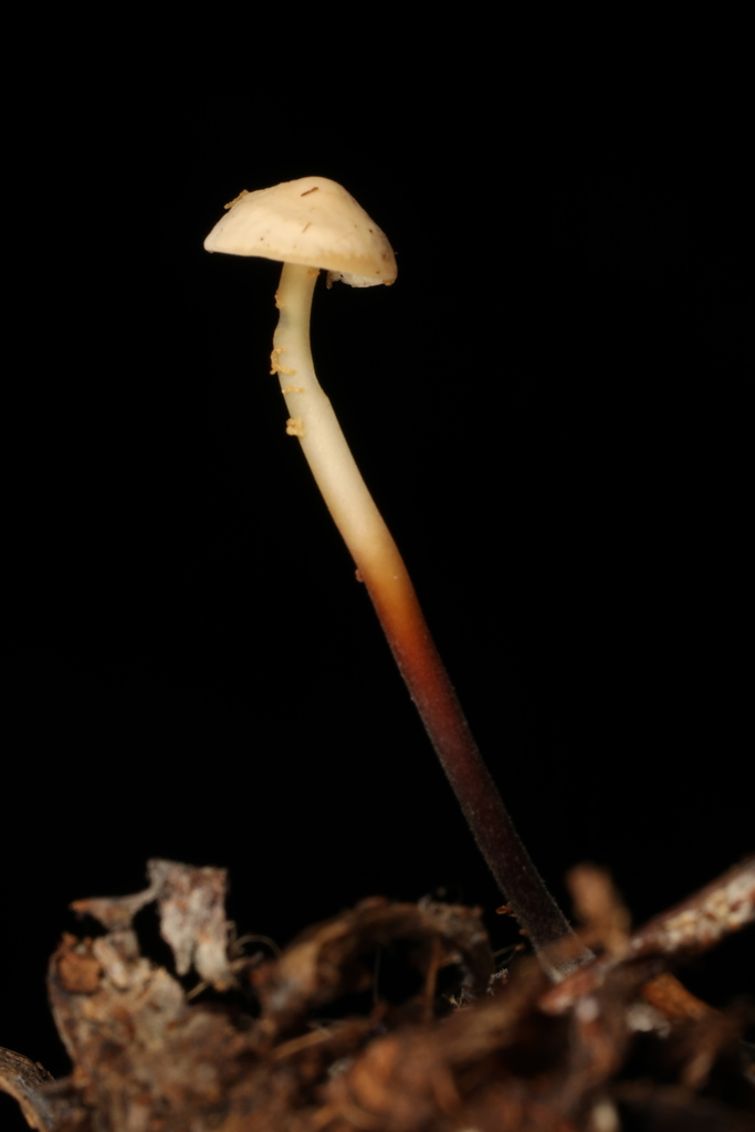 Marasmius delectans from 1600 N 25 E, Chesterton, IN 46304, USA on ...