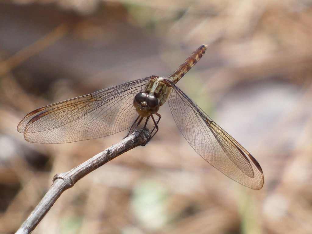 Band-winged Dragonlet from Titusville, FL, USA on January 20, 2022 at ...